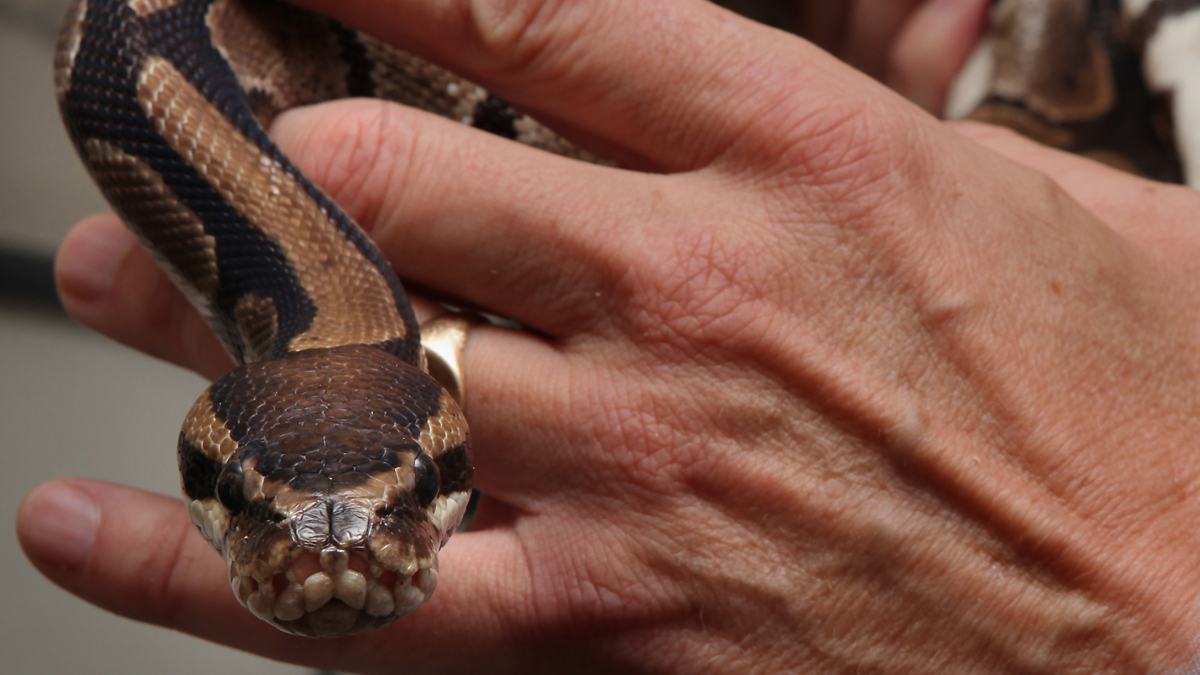 Cutler Bay Man Bit Head Off Pet Python During Domestic Dispute: Police ...