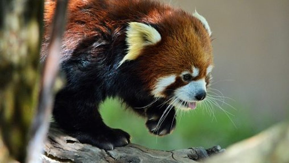 WATCH: Red Panda Escapes San Diego Zoo Enclosure – NBC New York