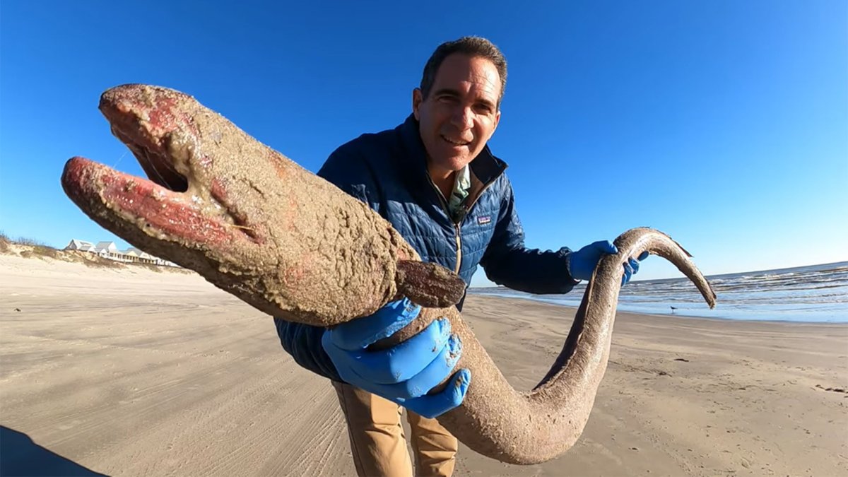 ‘Massive’ American Eel Found Washed Up on Texas Coast – NBC New York