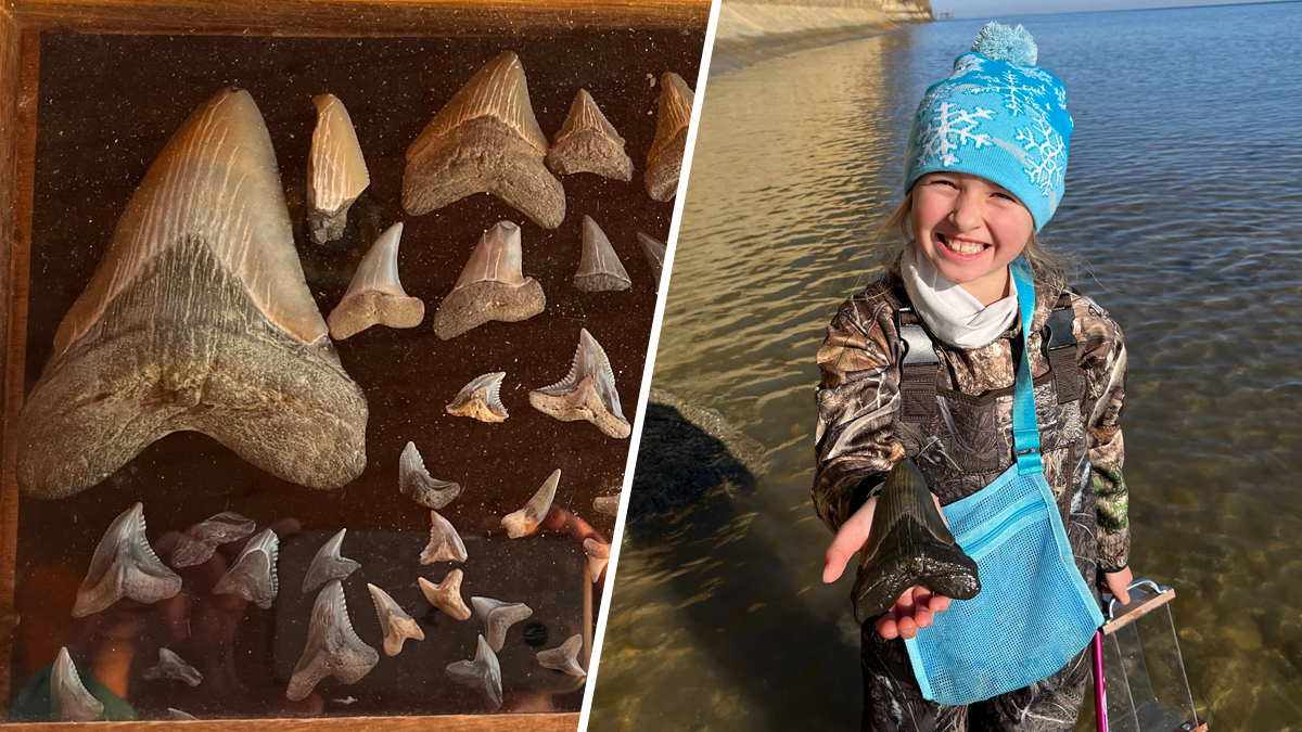 Photos: Maryland Girl Finds Giant Megalodon Tooth on Christmas – NBC ...
