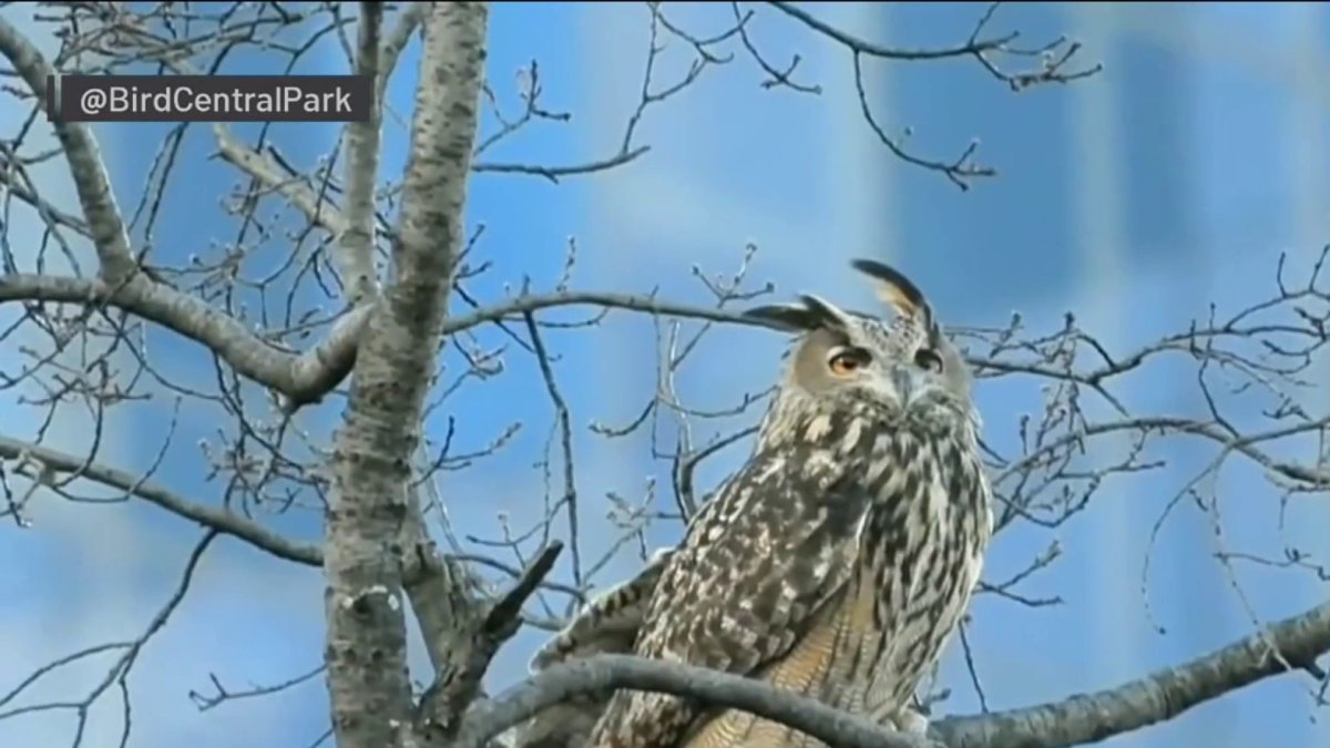 Owl Camped Out in Central Park Tree After Escaping Zoo – NBC New York
