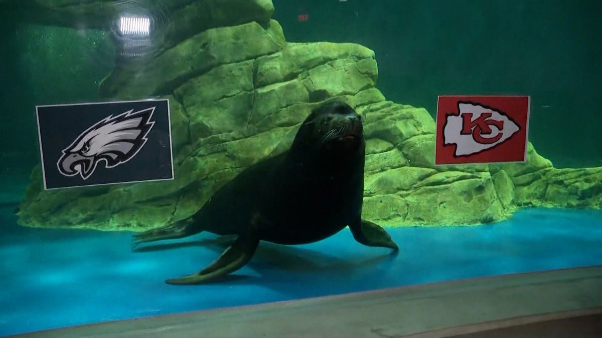 Arizona Sea Lion Chooses Super Bowl Winner – NBC New York