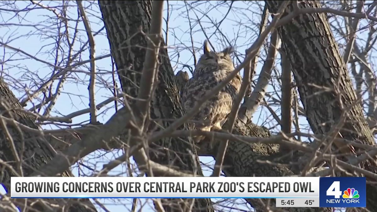 Growing Concerns Over Central Park Zoo’s Escaped Owl, Who Refuses to ...
