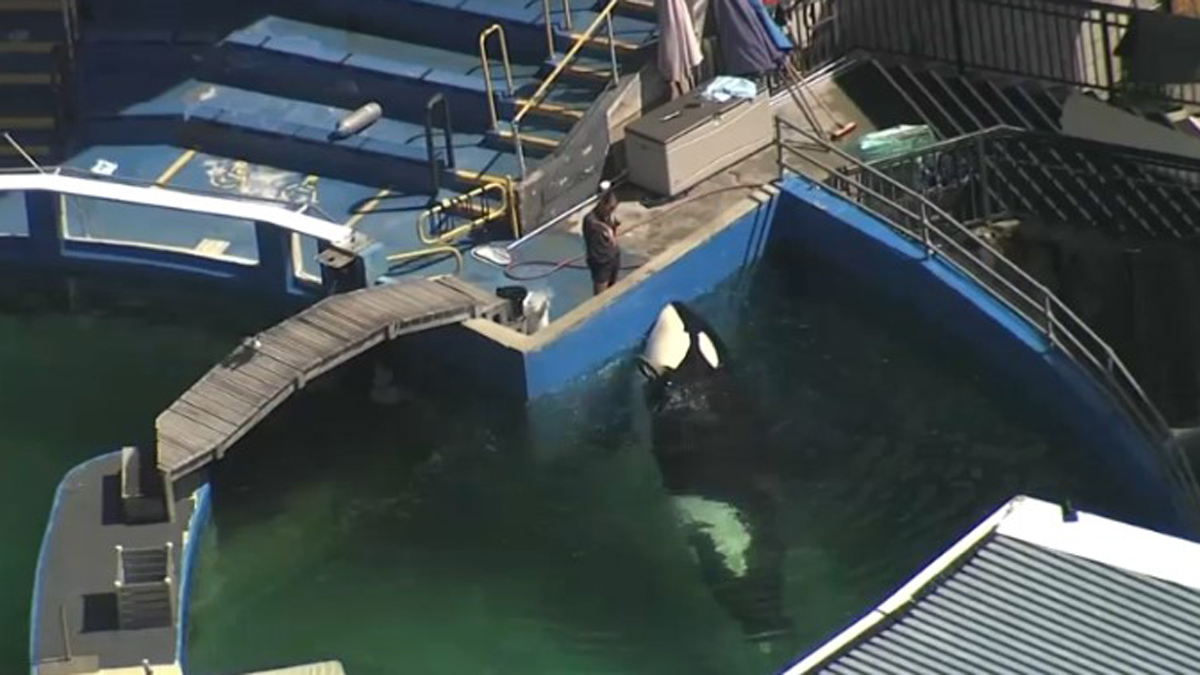 Moving Miami Seaquarium’s Lolita: A Look at the Plan to Relocate Killer ...