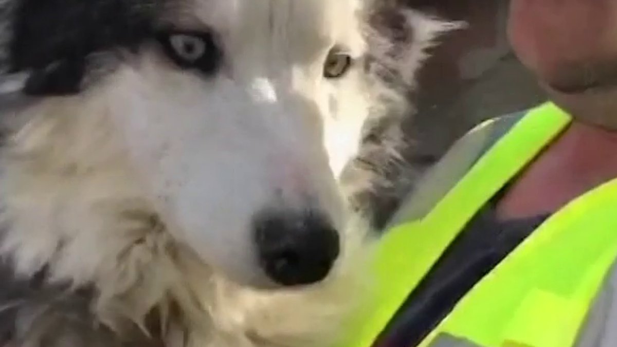 Watch: Adorable Dog Rescued In Turkey After 23 Days Buried in Rubble ...