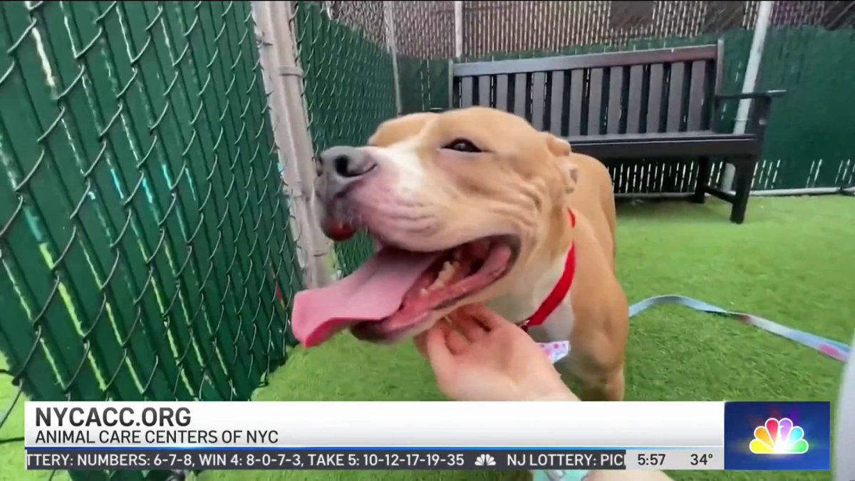 Importance of Pet Vaccinations – NBC New York