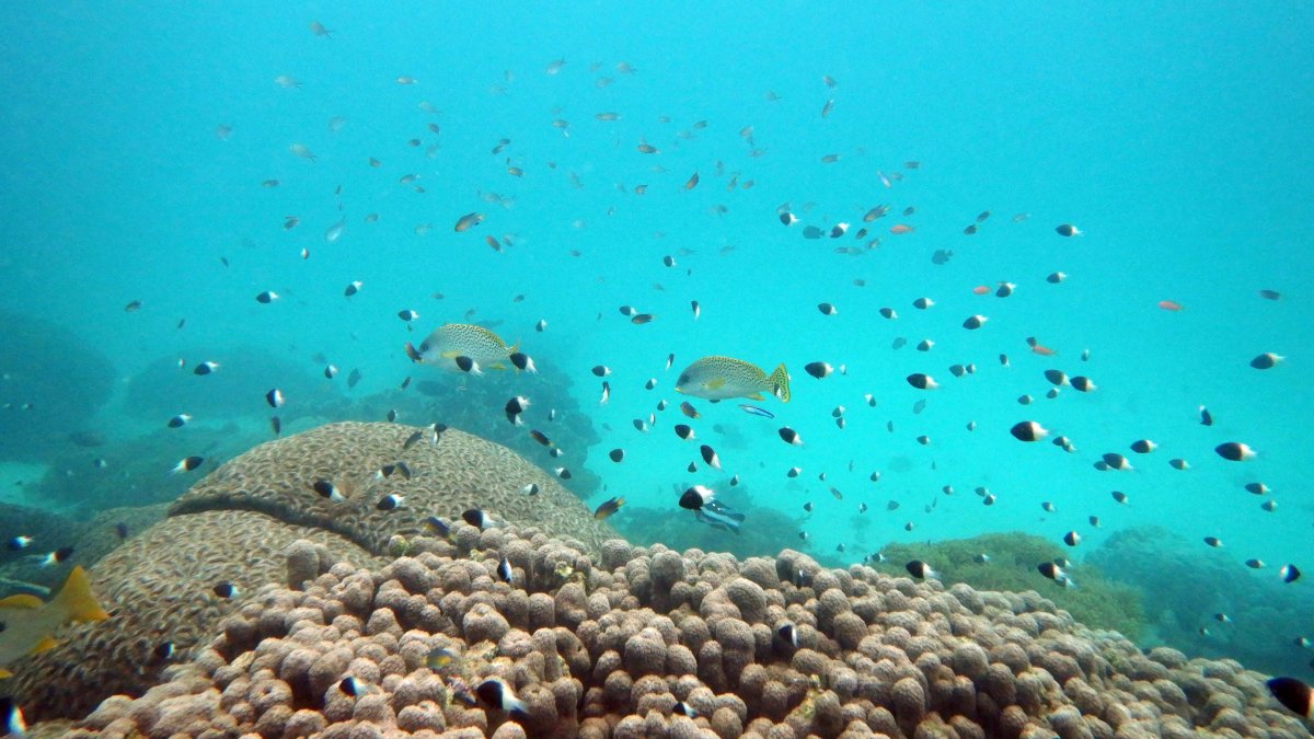 U.N. Creates Treaty to Protect Marine Life on High Seas – NBC New York