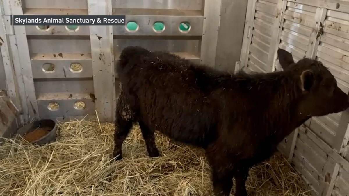 Brooklyn Cow That Ran Loose in Canarsie Saved by NJ Animal Sanctuary ...