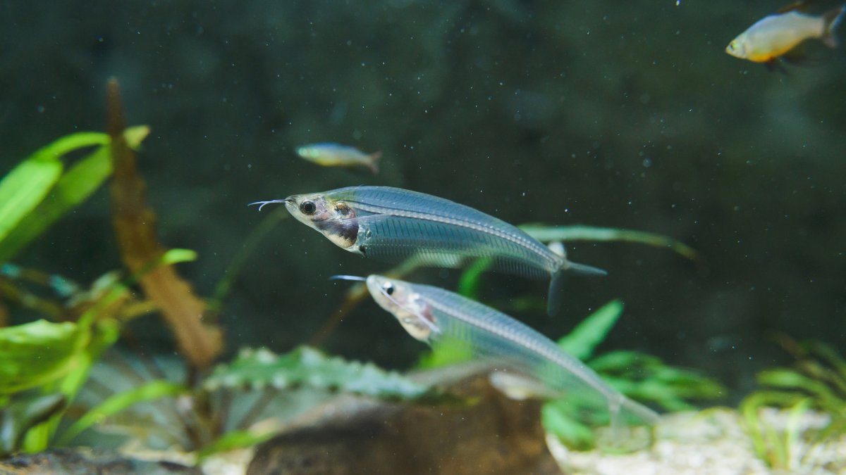 How Does the Ghost Catfish Get Its Rainbow Colors – NBC New York