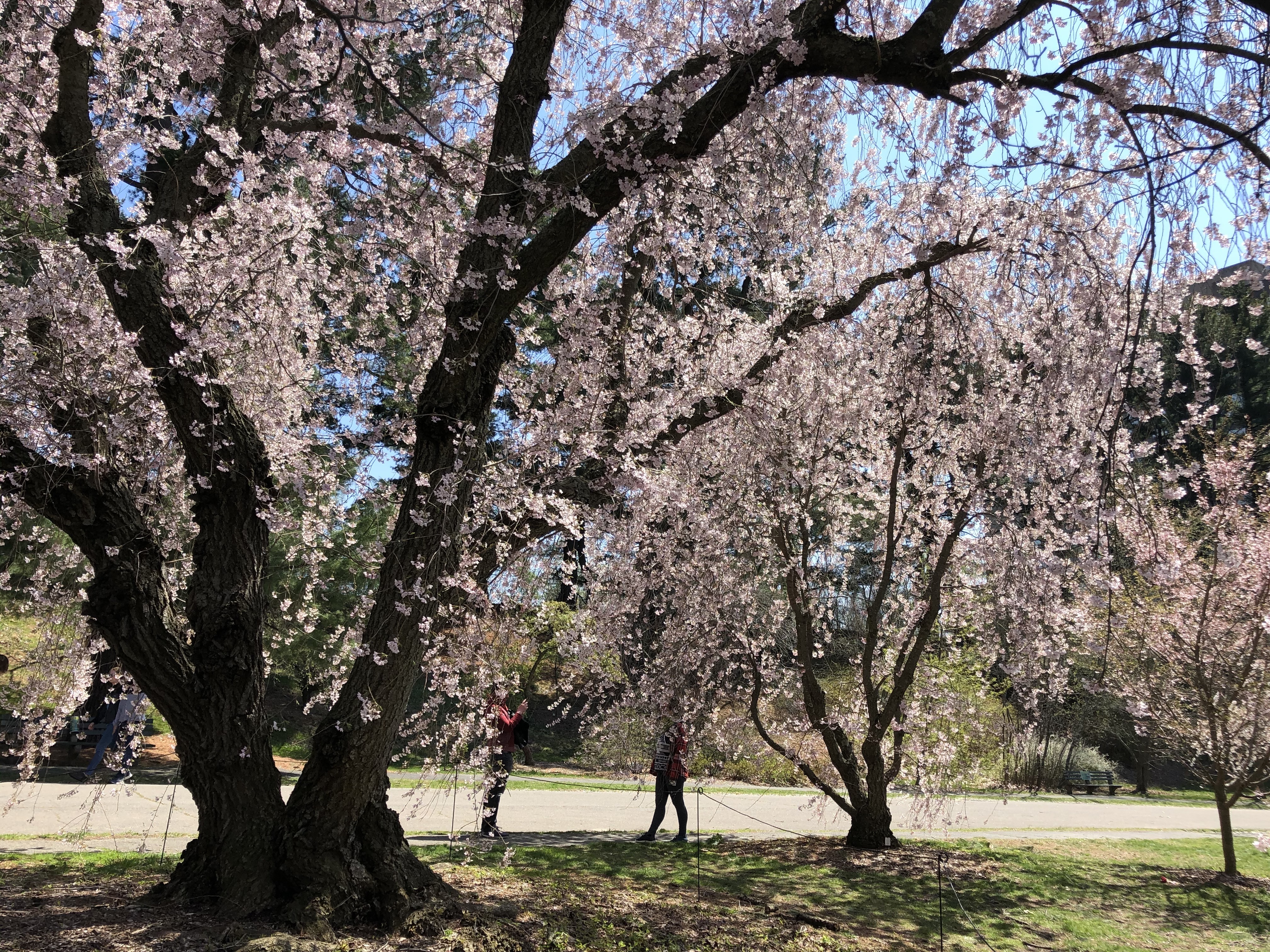 Cherry Blossom Season Is Here. See Why Trees Are Blooming Earlier – NBC ...
