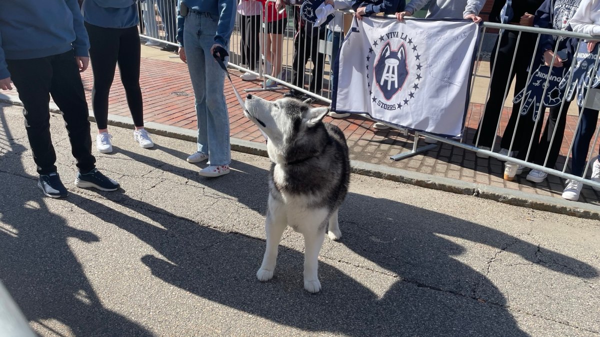 Beloved UConn Mascot Heads to Final Four to Support Men’s Basketball ...