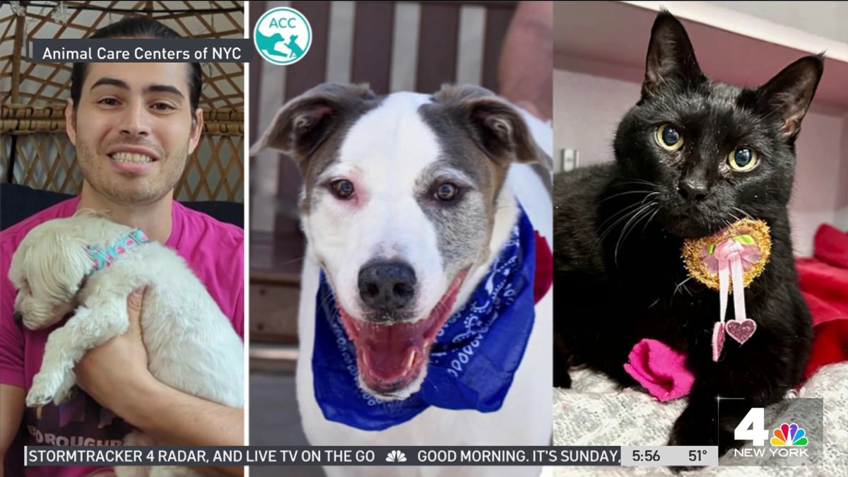 Two Older Animals Waiting For Their Forever Homes – NBC New York
