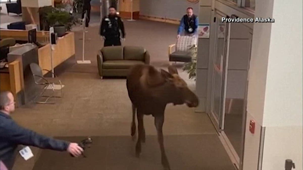 Young Moose Wanders Into Alaska Hospital – NBC New York