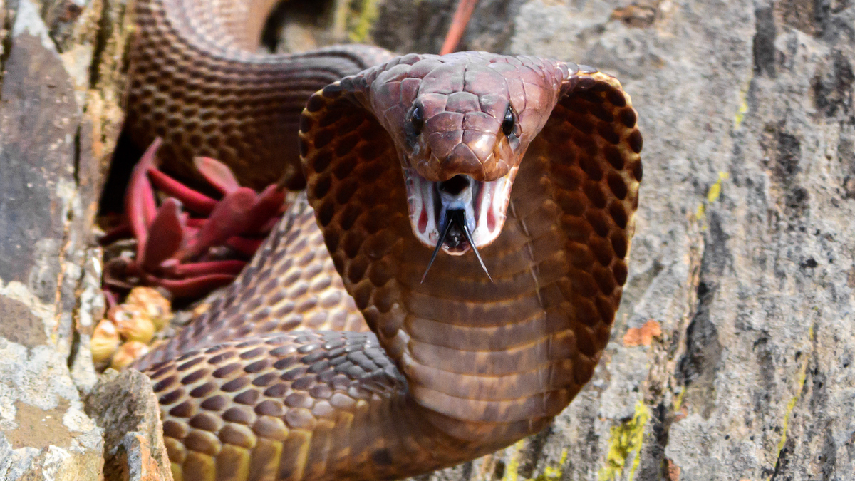 Venomous Cobra in Plane Forces South African Pilot to Make Emergency ...