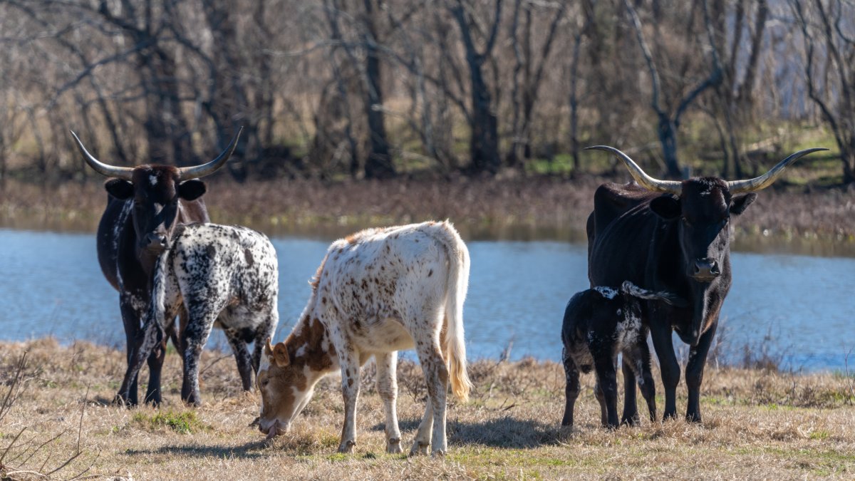 Reward Offered Information About 6 Killed and Mutilated Texas Cows ...