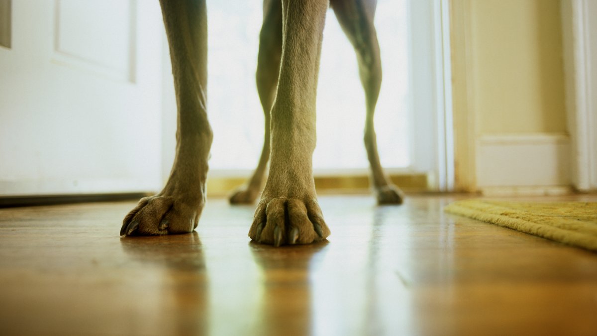 Woman admits trying to sell human toes regurgitated by dogs – NBC New York