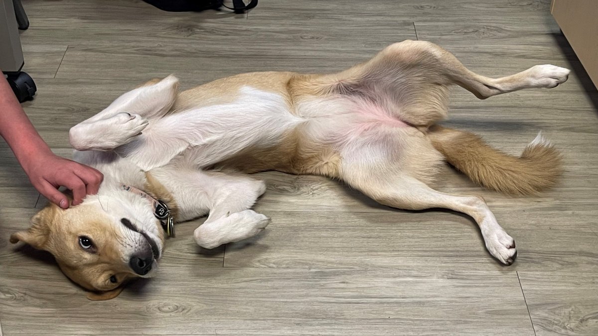 Texas Dog Survives Mistreatment and Becomes Therapy Dog for Kids – NBC ...