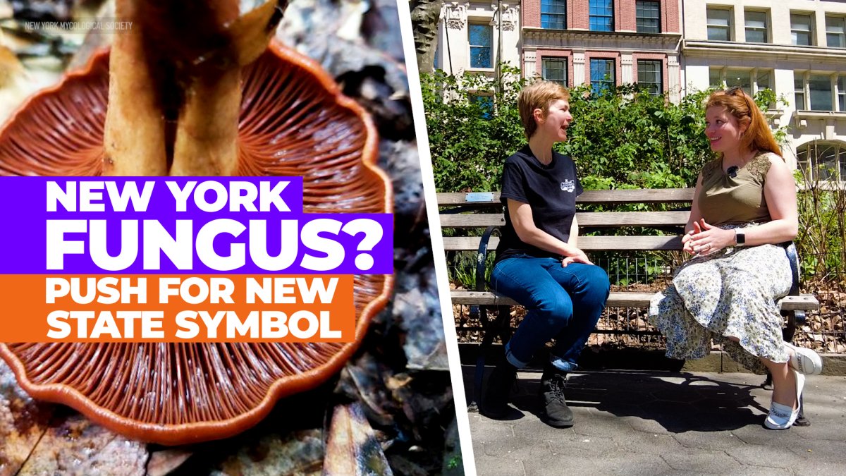 Earth Day: NY Fungi Champions Push for State Mushroom With New ...