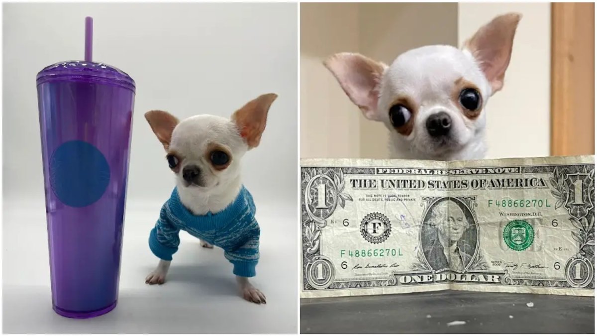 Guinness World Records Names Pearl as Shortest Living Dog – NBC New York