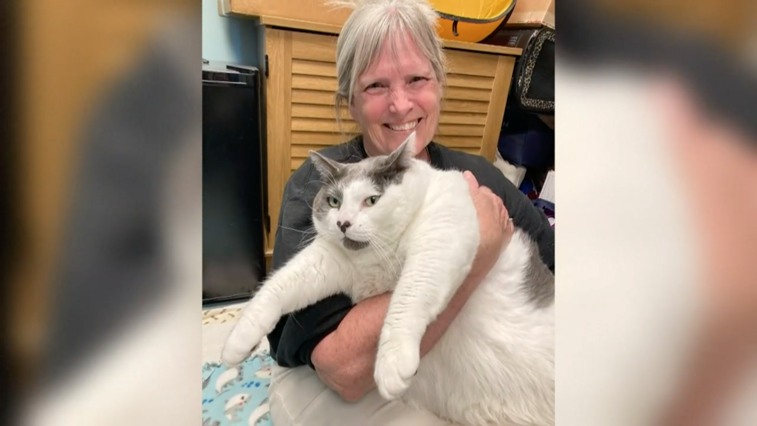 40-Pound Cat Goes Viral in Virginia and Finds a New Home – NBC New York