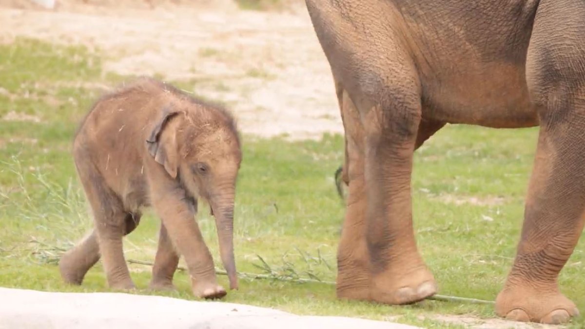 Baby Elephant Makes Debut at Fort Worth Zoo – NBC New York