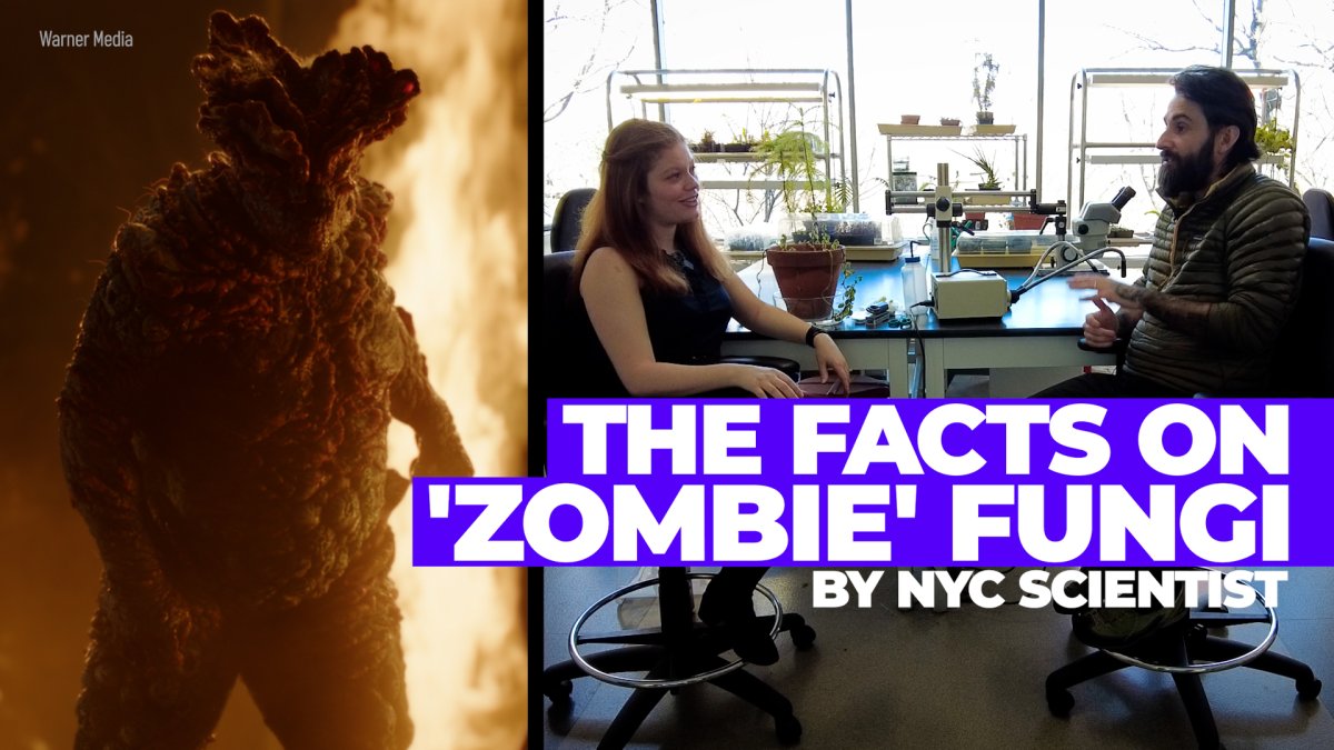 ‘The Last of Us’ TV Show: Is Zombie Fungi Real? – NBC New York