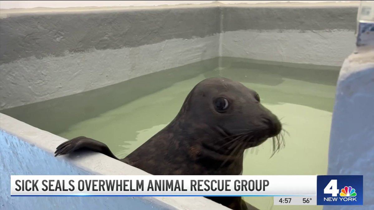 Sick Seals Overwhelm New Jersey Animal Rescue Group – NBC New York