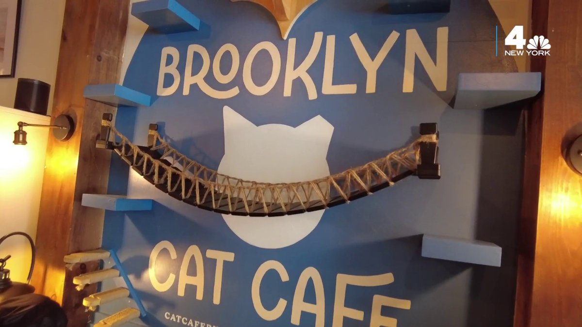 This Brooklyn Organization Is Opening Doors for Cats in Need – NBC New York