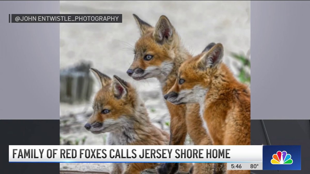 Family of Red Foxes Calls Jersey Shore Home – NBC New York