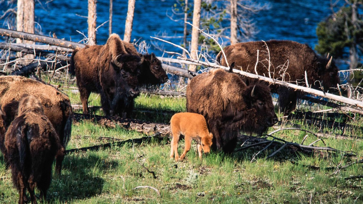 Baby Bison Killed at Yellowstone After Man Picked It Up – NBC New York
