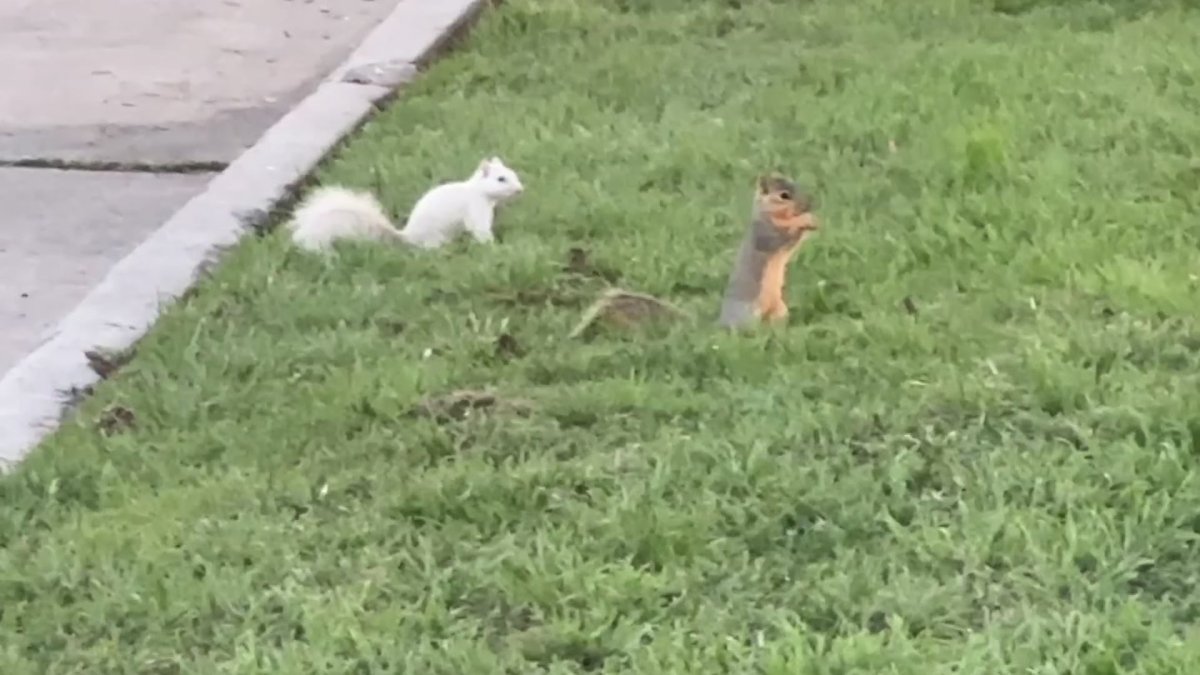 Rare White/Albino Squirrel Spotted in North Texas – NBC New York