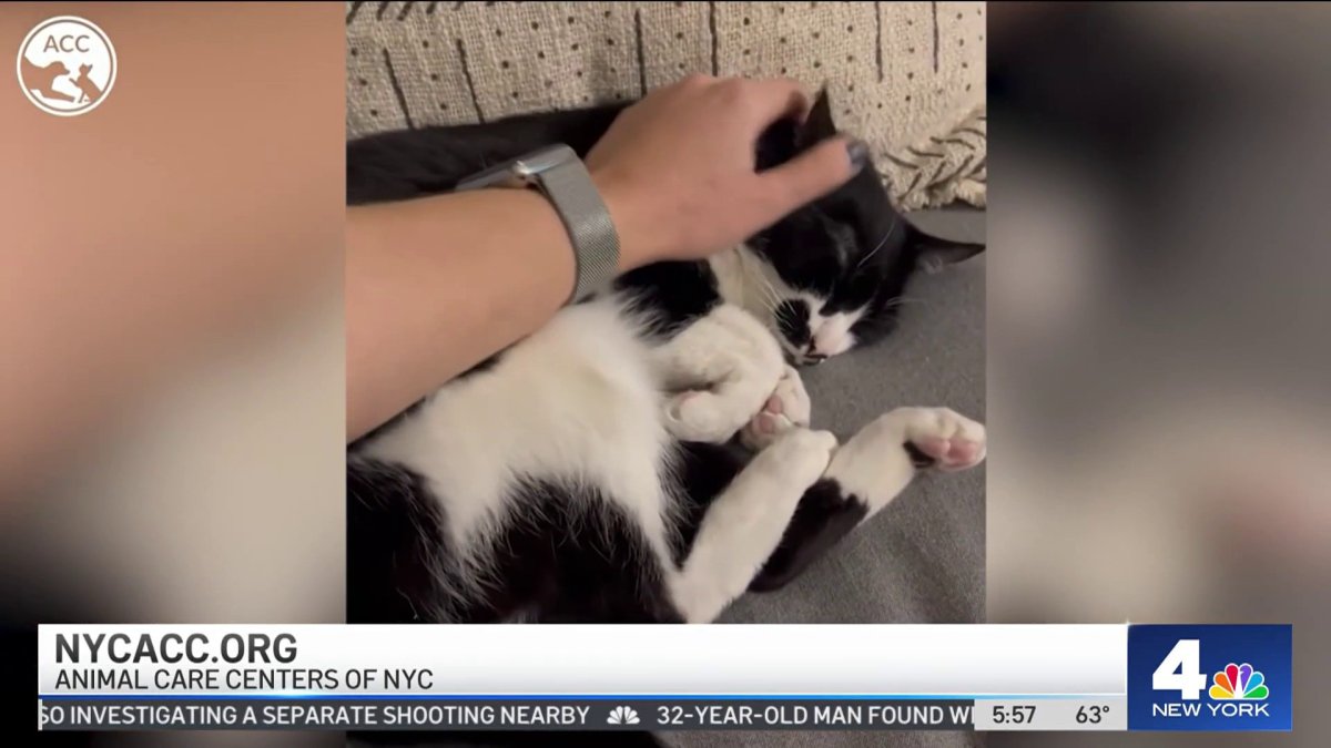 High-Rise Syndrome and Your Cats – NBC New York