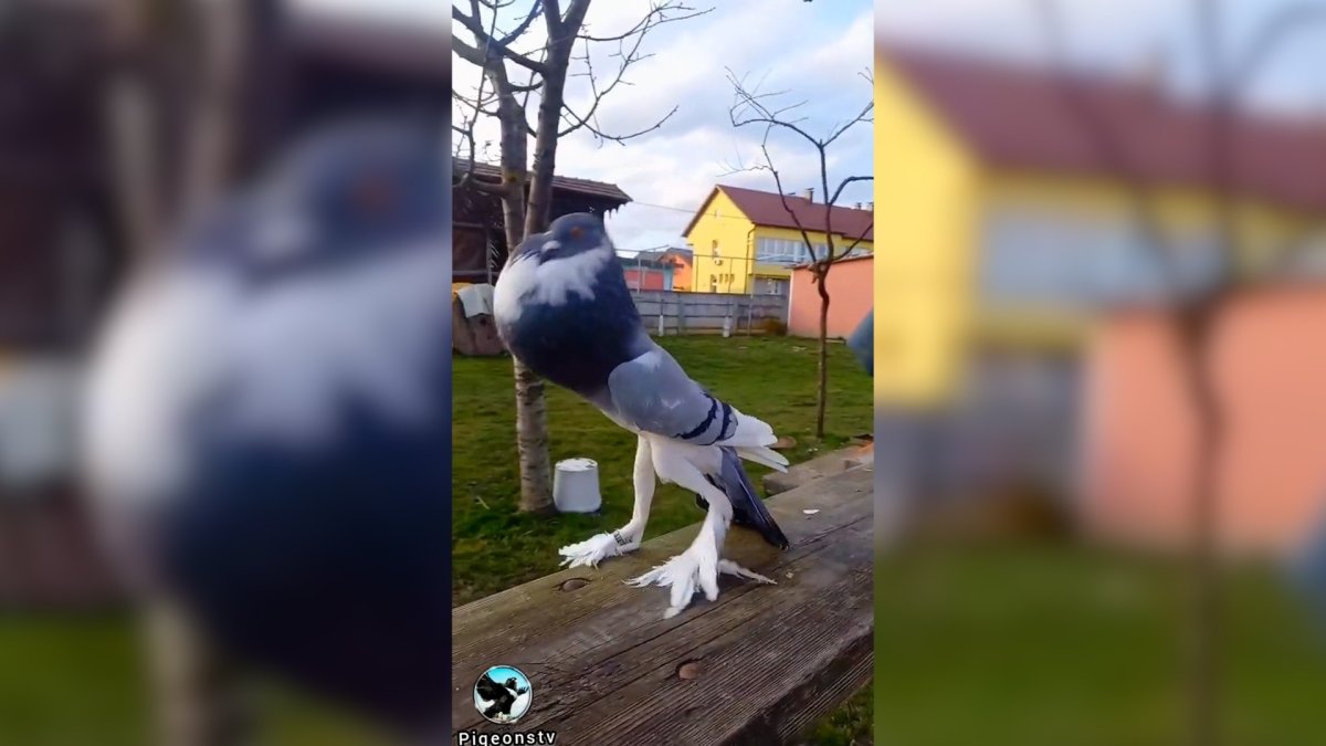 WATCH: Unusual ‘Pouter’ pigeon with very long legs a sensation on ...
