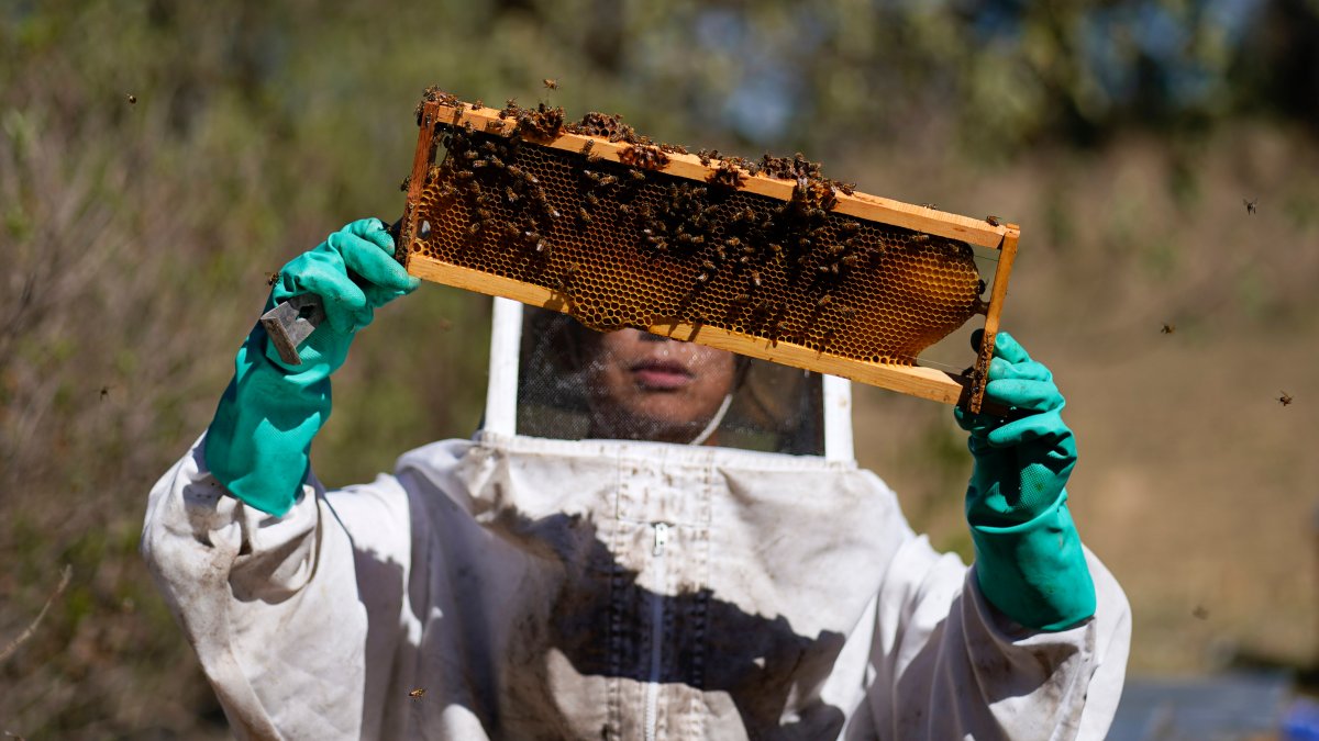 These women are saving Mexico City’s bees one hive at a time – NBC New York