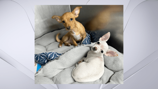 Long Island dogs suffer overdose symptoms after eating cocaine ...