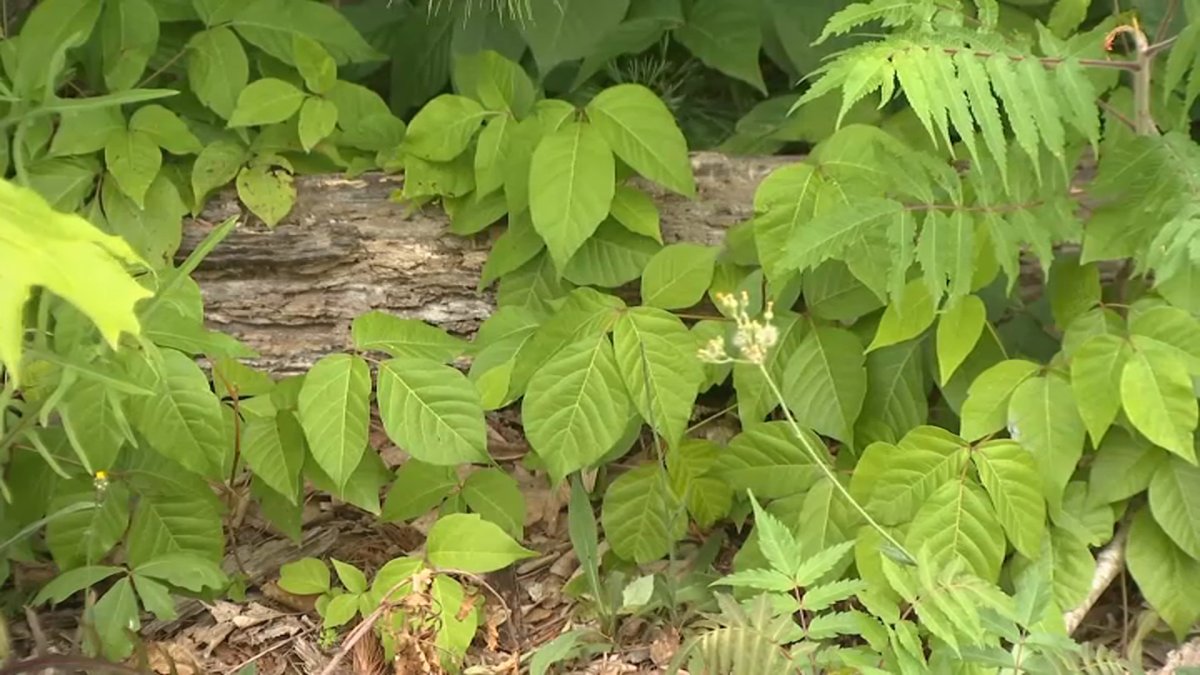 How to get rid of poison ivy – NBC New York