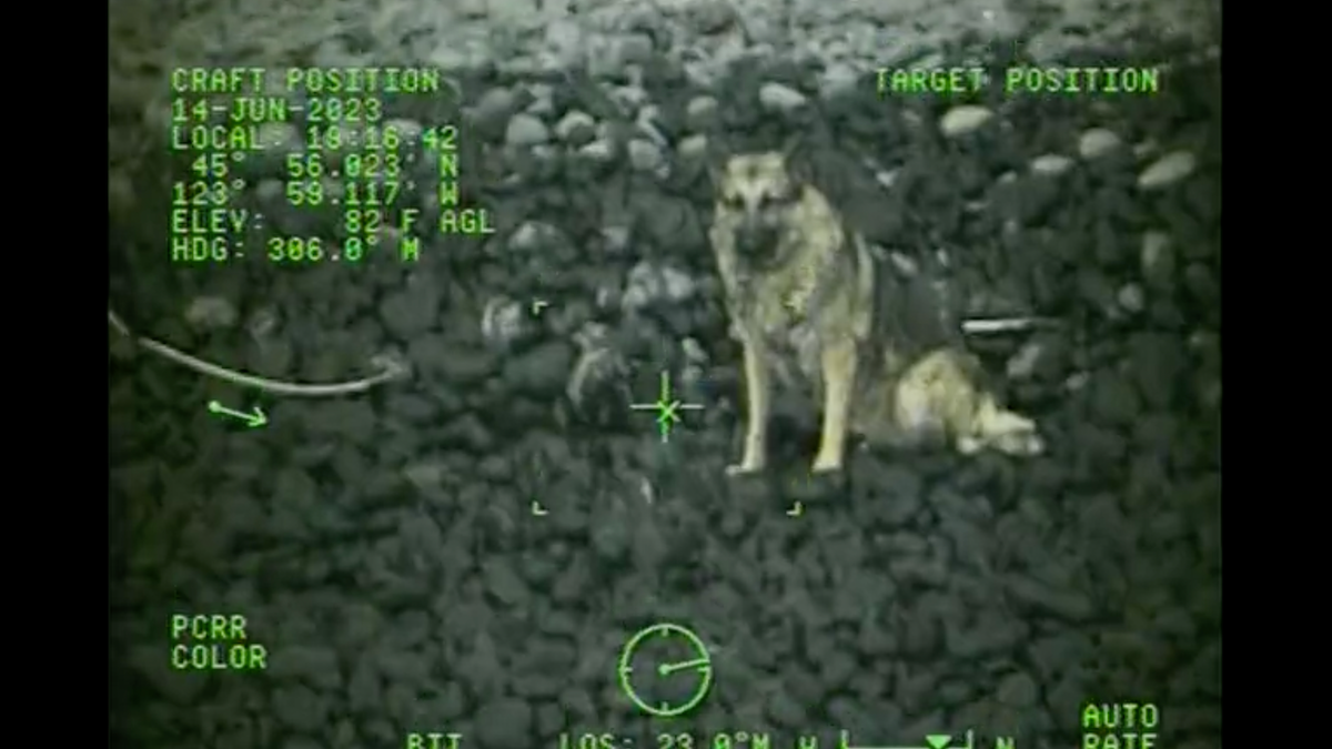 U.S. Coast Guard rescues German Shepherd after fall from 300-feet cliff ...