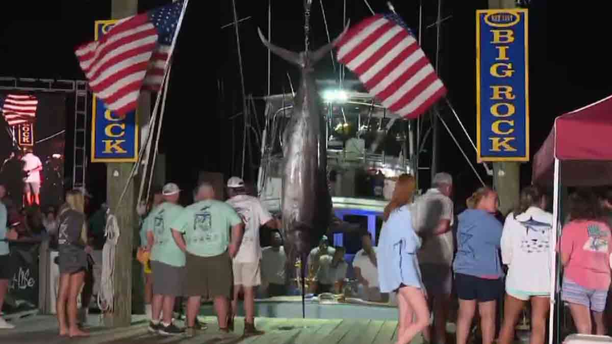 Fishing crew’s mutilated catch disqualified from Big Rock Blue Marlin ...
