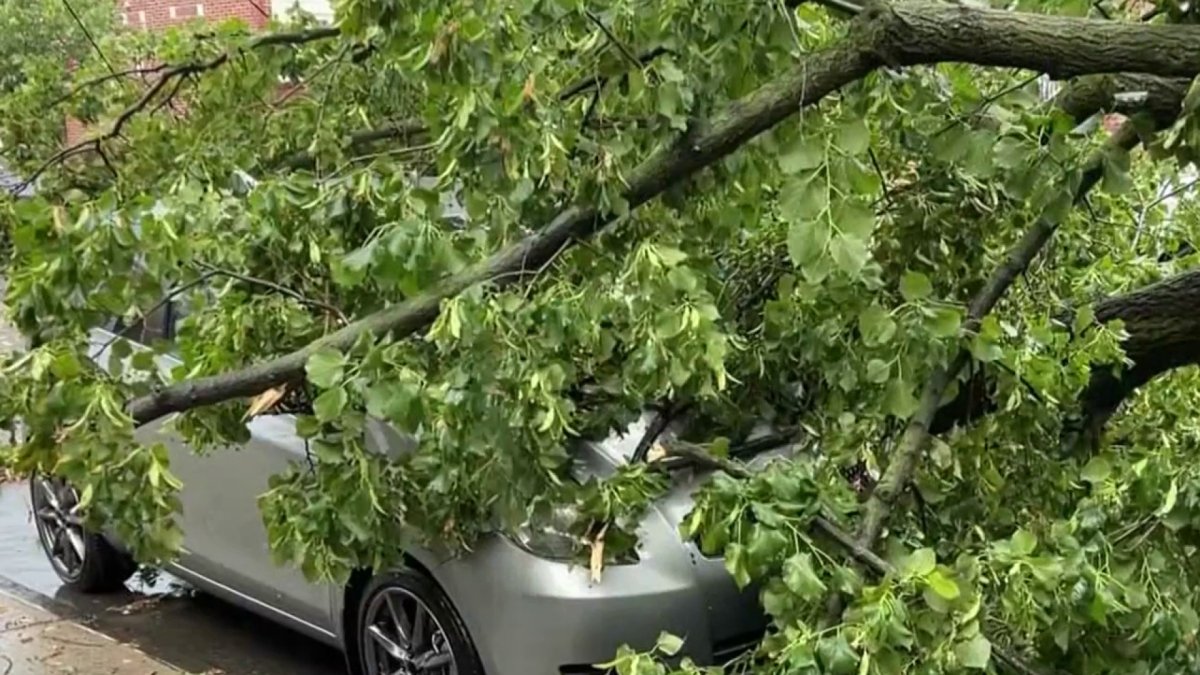 Severe winds down dozens of trees on Brooklyn street – NBC New York