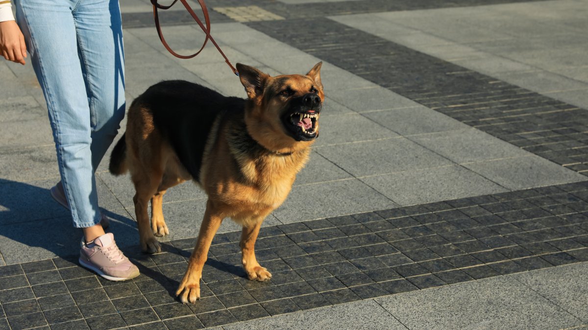 Why your dog barks or lunges on walks and how to handle it – NBC New York
