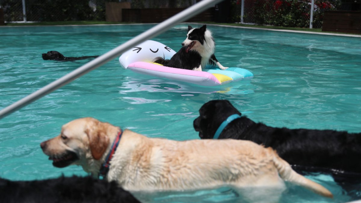 How to keep your pets cool and safe during a heat wave – NBC New York