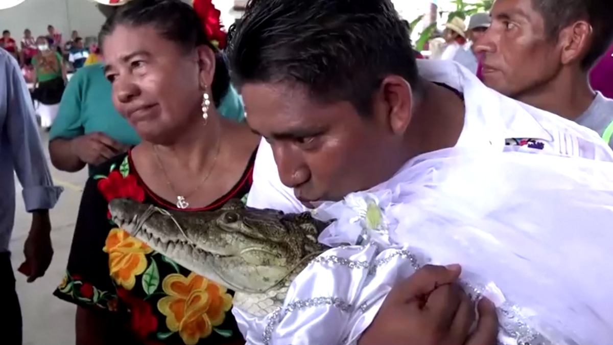Watch Mexican mayor marry crocodile as part of local tradition – NBC ...