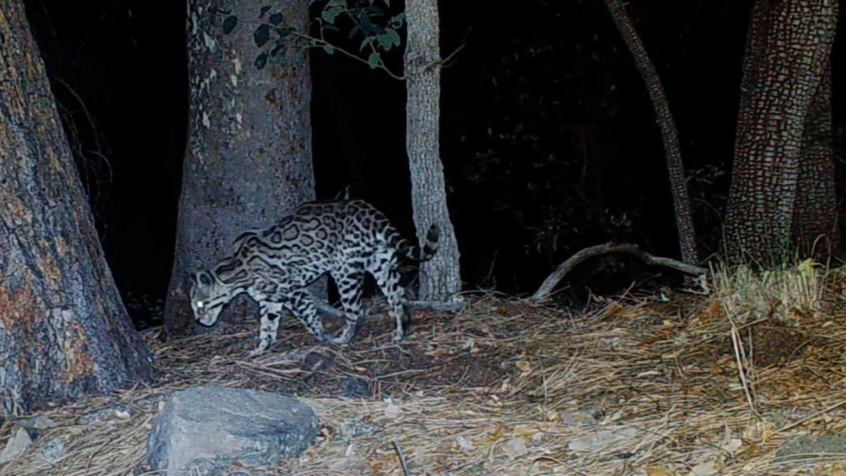 Rare ocelot spotted in Arizona – NBC New York