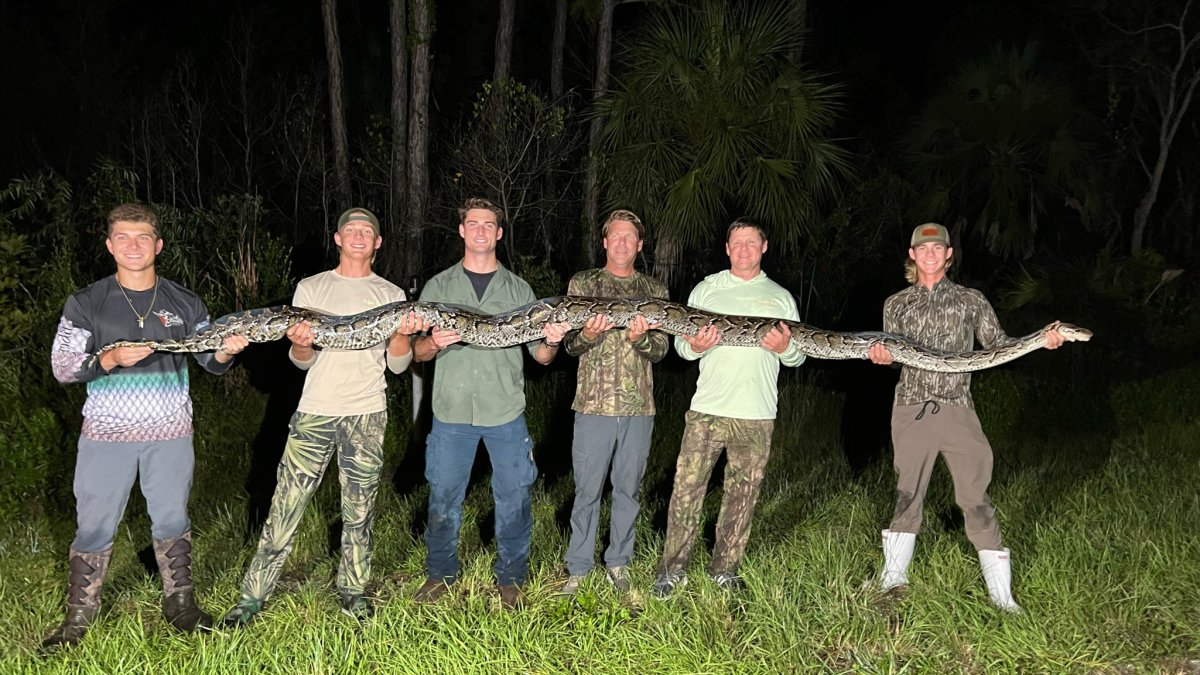 ‘This is big!’: Two brothers caught a python in the Florida Everglades ...
