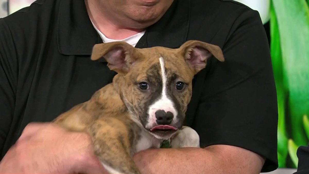 Adopt Willow, Daphne, And Bruce! – NBC New York