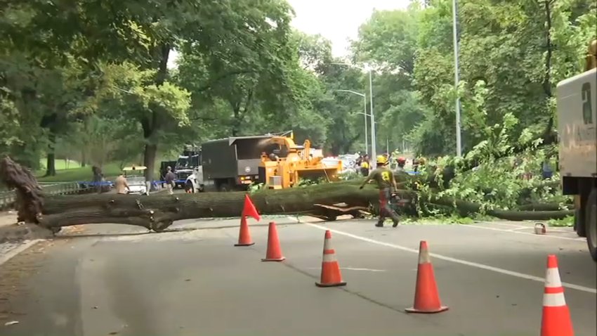 Central Park tree fall: NYC reaches $5.5M settlement with mother who ...