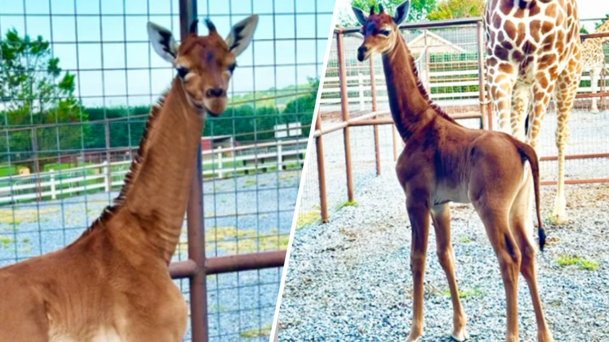 Giraffe with no spots born at Tennessee Zoo – NBC New York