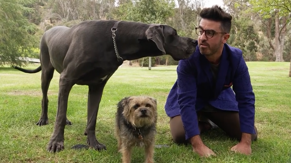 How To Get Cast In A Major Motion Picture…If You Are A Dog – NBC New York