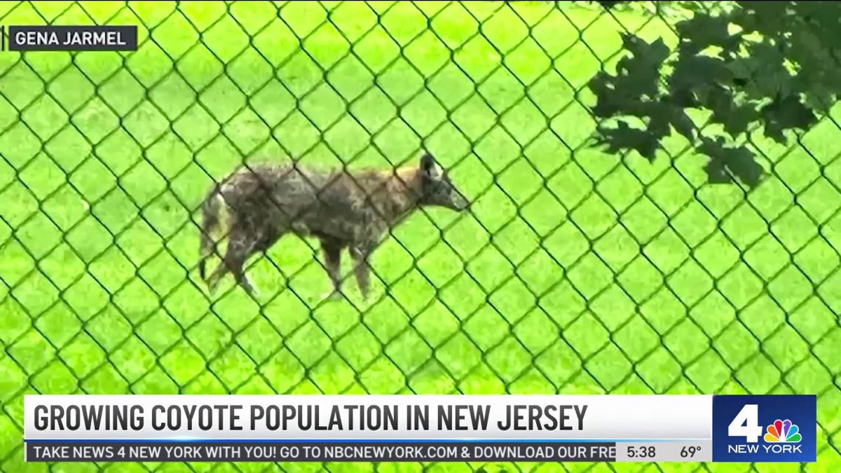 Growing coyote population in New Jersey – NBC New York