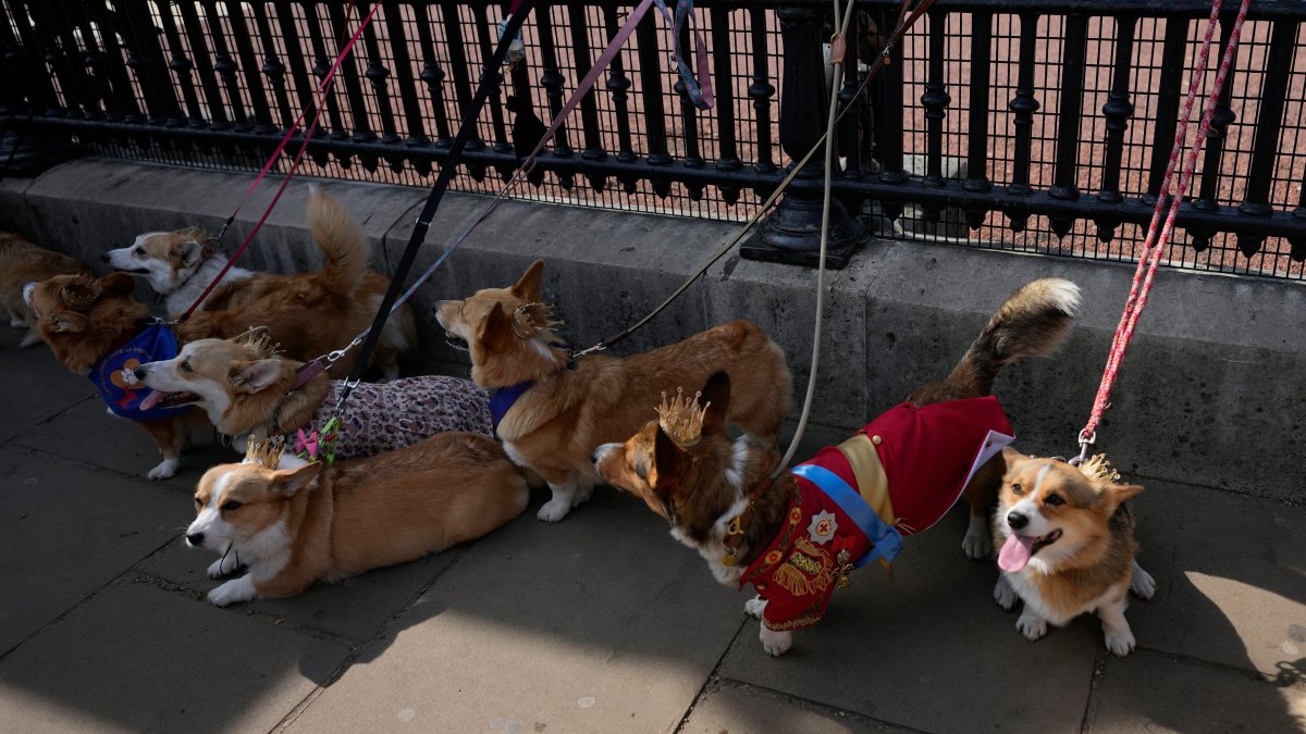 Corgis parade outside Buckingham Palace to mark 1 year since Queen ...